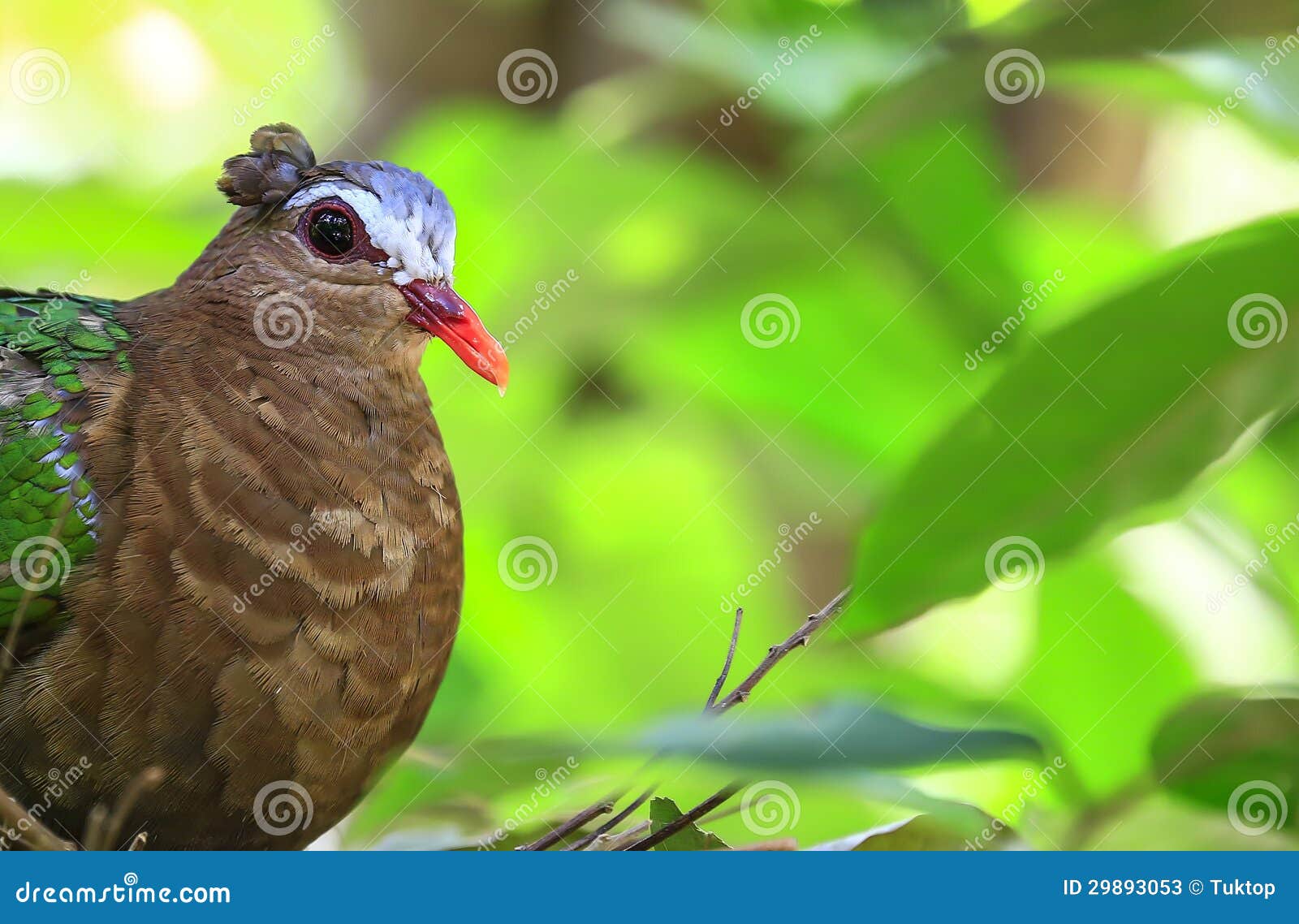 Emerald Dove bird stock image. Image of holy, head, dove - 29893053