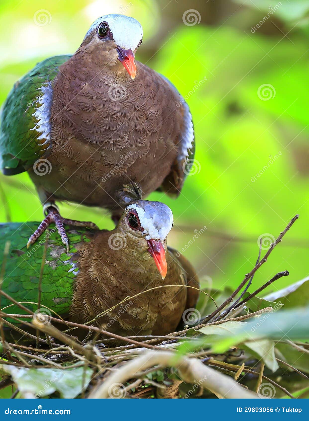 Emerald Dove bird stock photo. Image of beak, colorful - 29893056