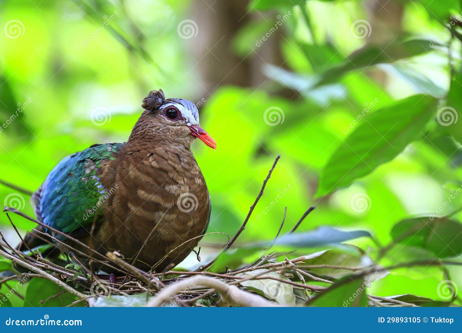 Emerald Dove bird stock image. Image of branch, asian - 29893105