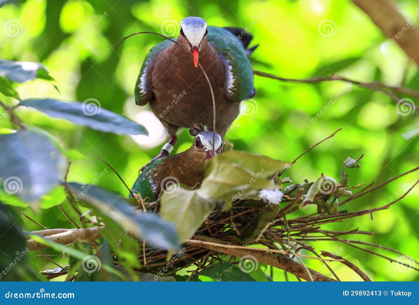 Emerald Dove bird stock image. Image of avian, conservation - 29892413