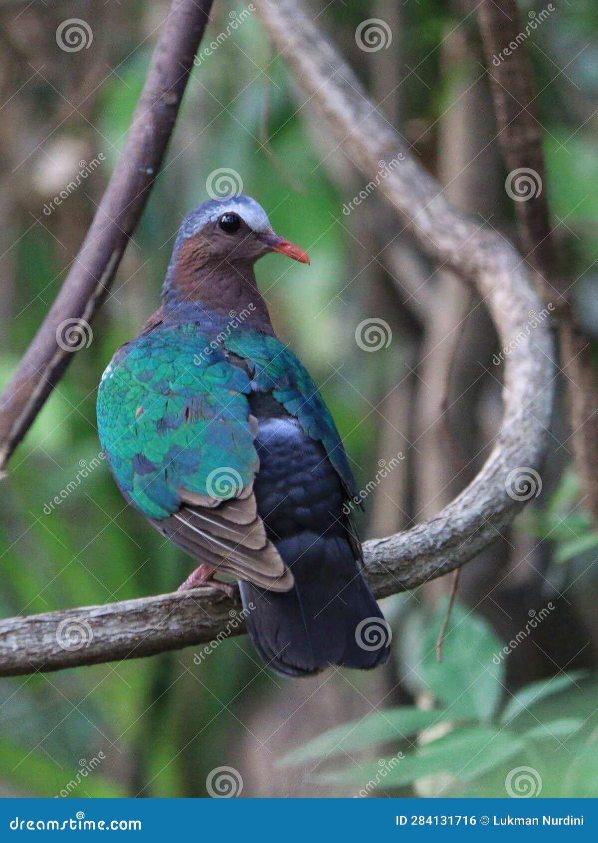 Emerald Dove stock photo. Image of capped, natural, bird - 284131716