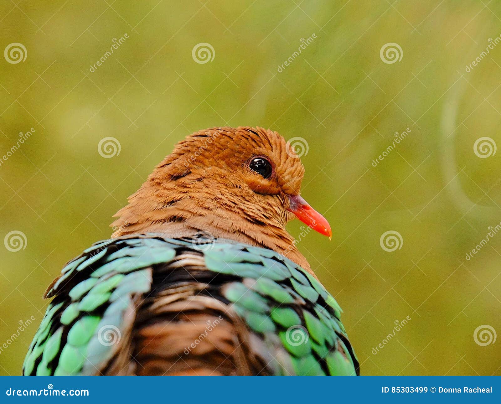 Emerald dove pigeon stock image. Image of bird, animals - 85303499