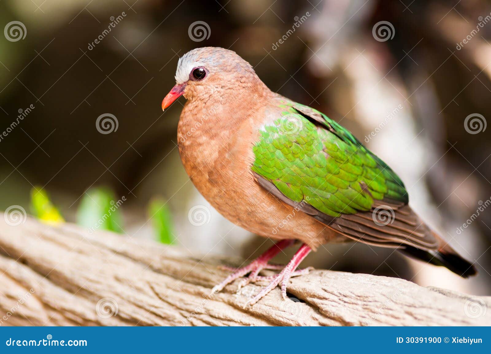 Emerald Dove (pombo Verde-voado) Vive Na Chuva Tropical Para Foto de ...