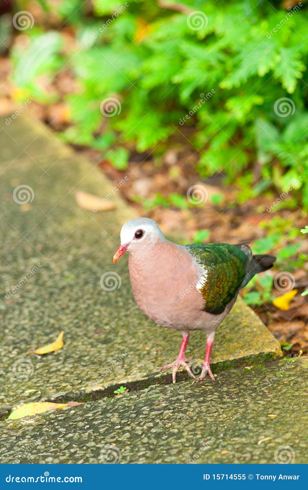 Emerald Dove Bird Royalty-Free Stock Photo | CartoonDealer.com #29893029