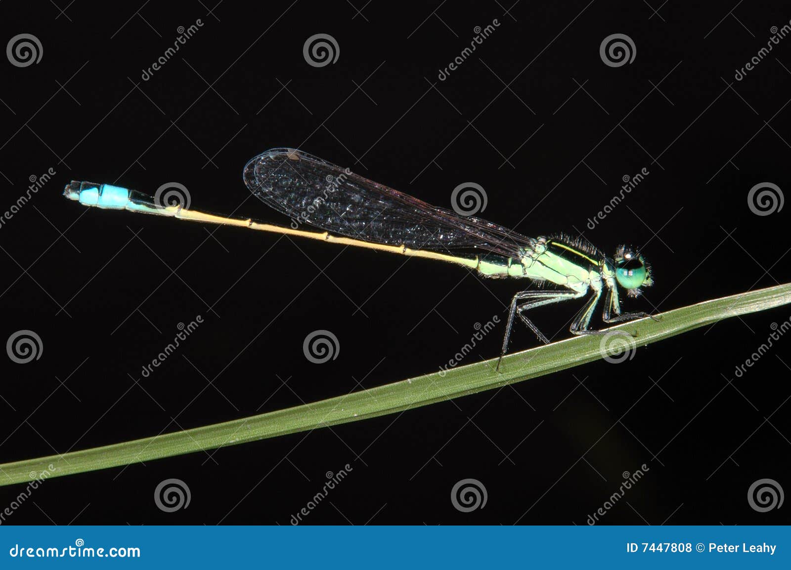 Emerald Dragon Fly stock photo. Image of perched, antennae - 7447808