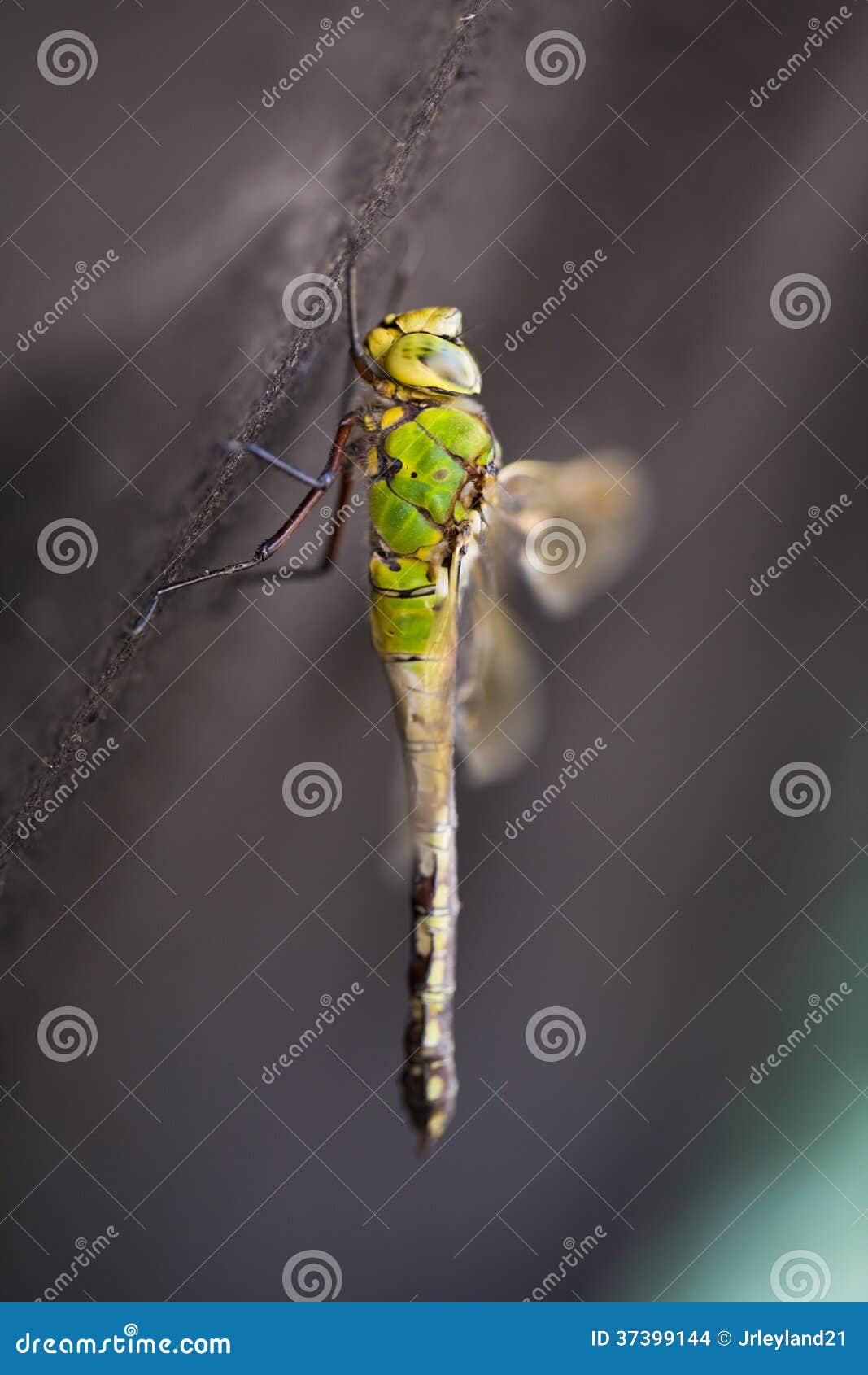 Emerald Dragonfly stock photo. Image of odonata, bonnet - 37399144