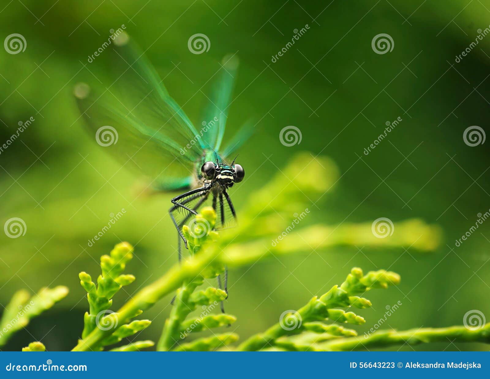 Emerald dragonfly stock image. Image of nature, green - 56643223