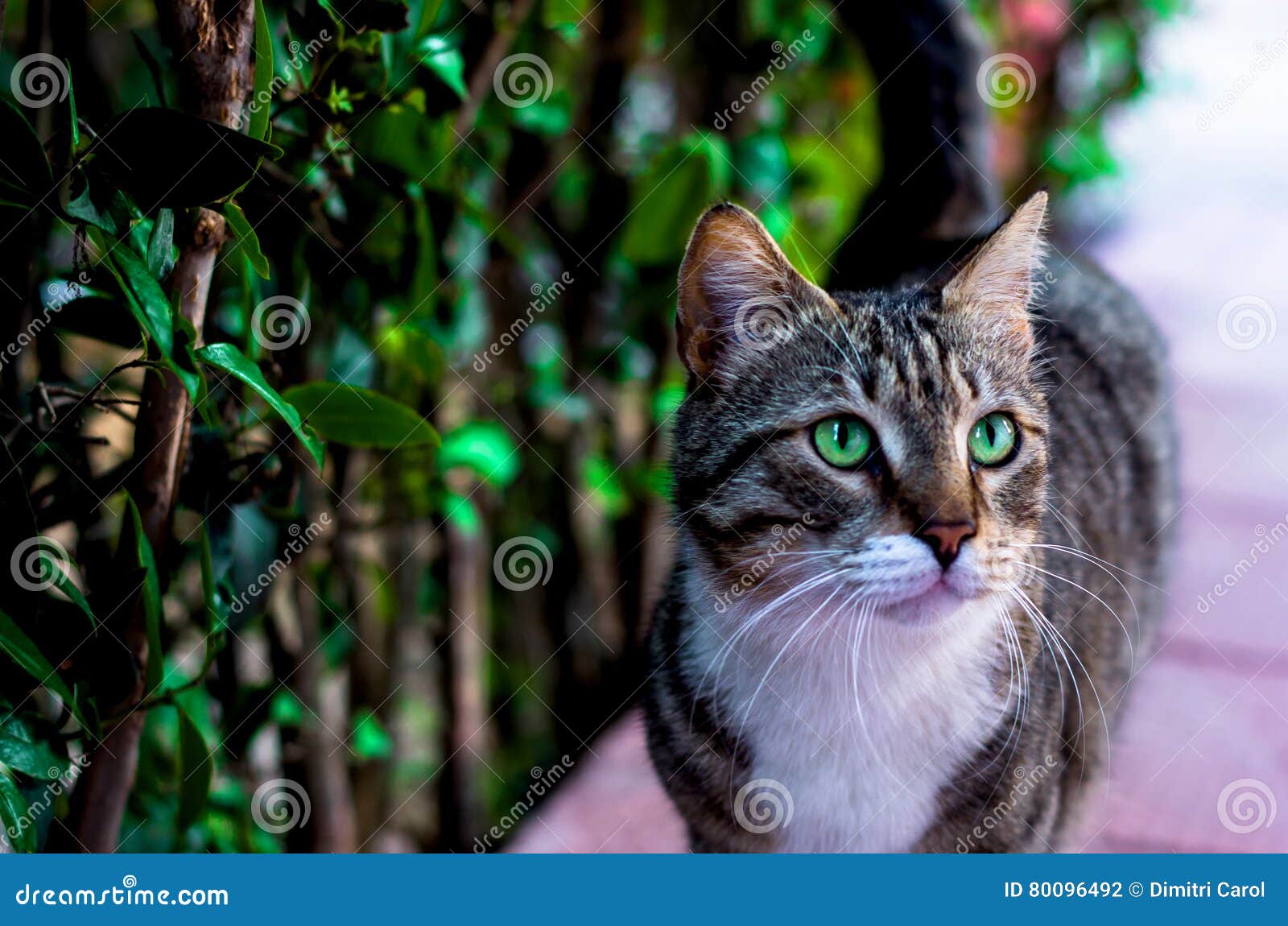Emerald eyes cat stock photo. Image of emerald, feline - 80096492