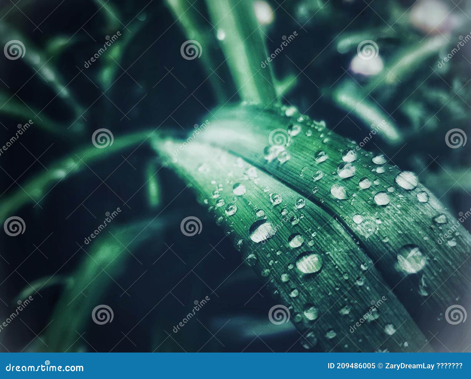 Emerald grass stock image. Image of leaf, branch, water - 209486005