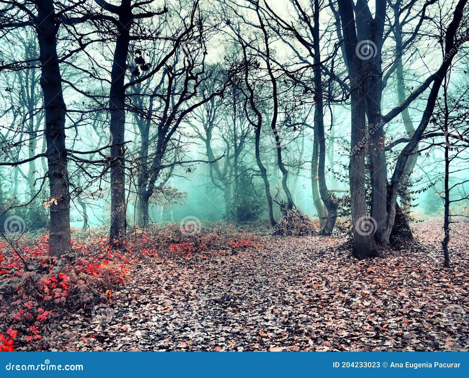 Emerald Fog Enchanting the Red Forest Stock Image - Image of morning ...