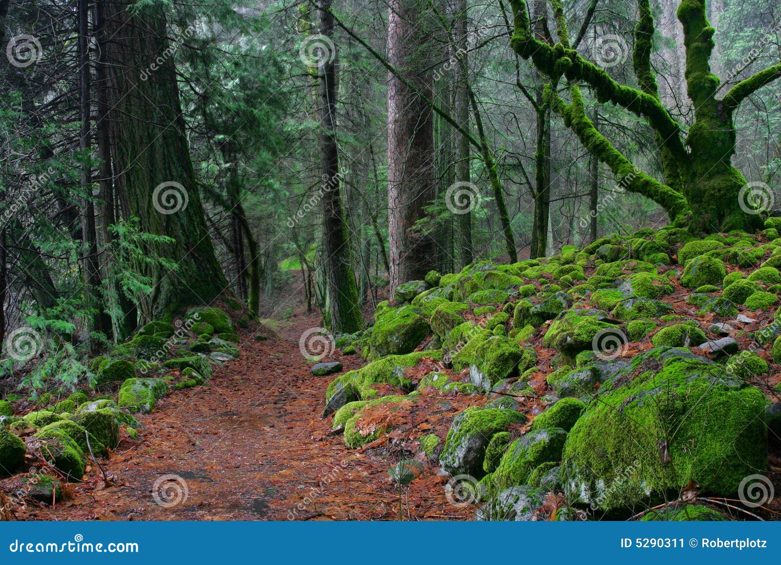 Emerald forest stock image. Image of moss, leaf, bark - 5290311