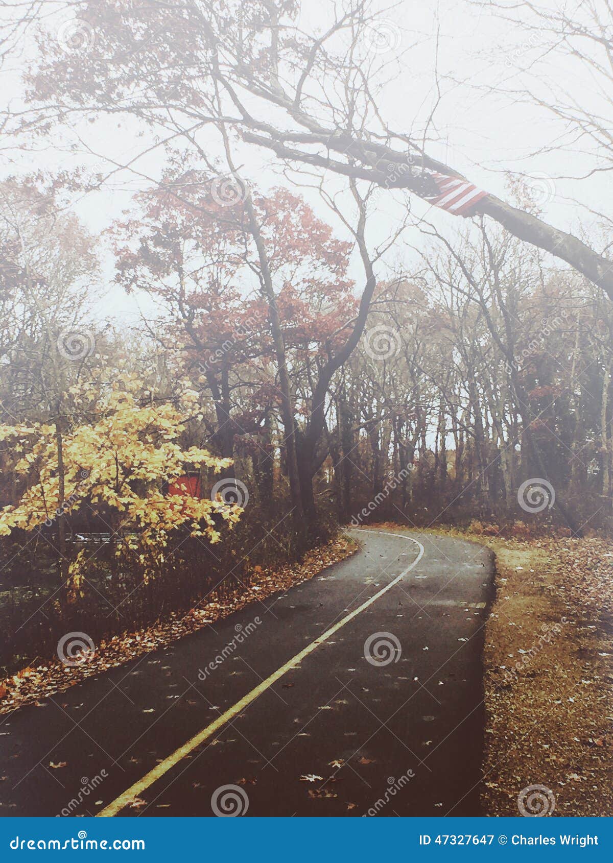 Emerald forest stock image. Image of leaf, beautiful - 47327647