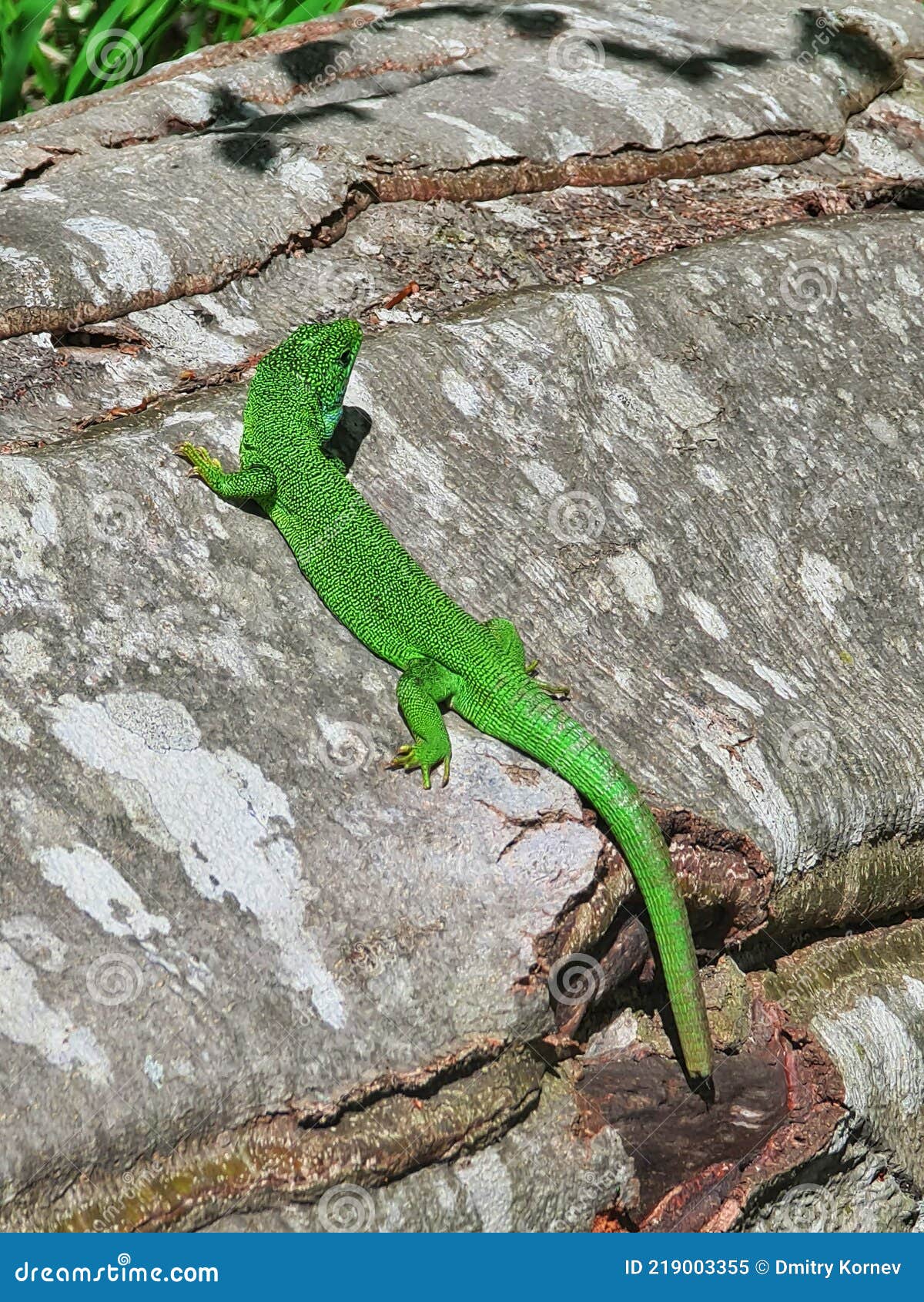 An Emerald Gecko Crawling on the Tree S Bark Stock Image - Image of ...