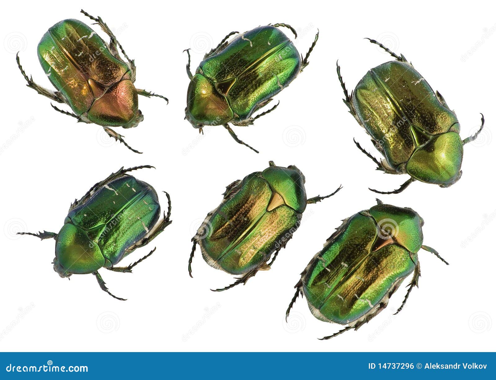 Emerald gold bugs set stock photo. Image of close, emerald - 14737296