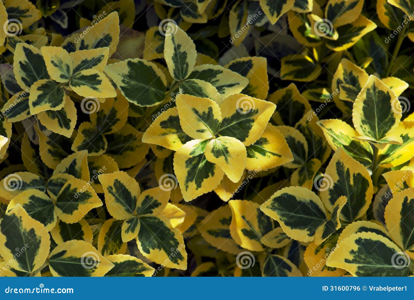 Emerald Gold (Euonymus Fortunei) Stock Photo - Image of nature, natural ...