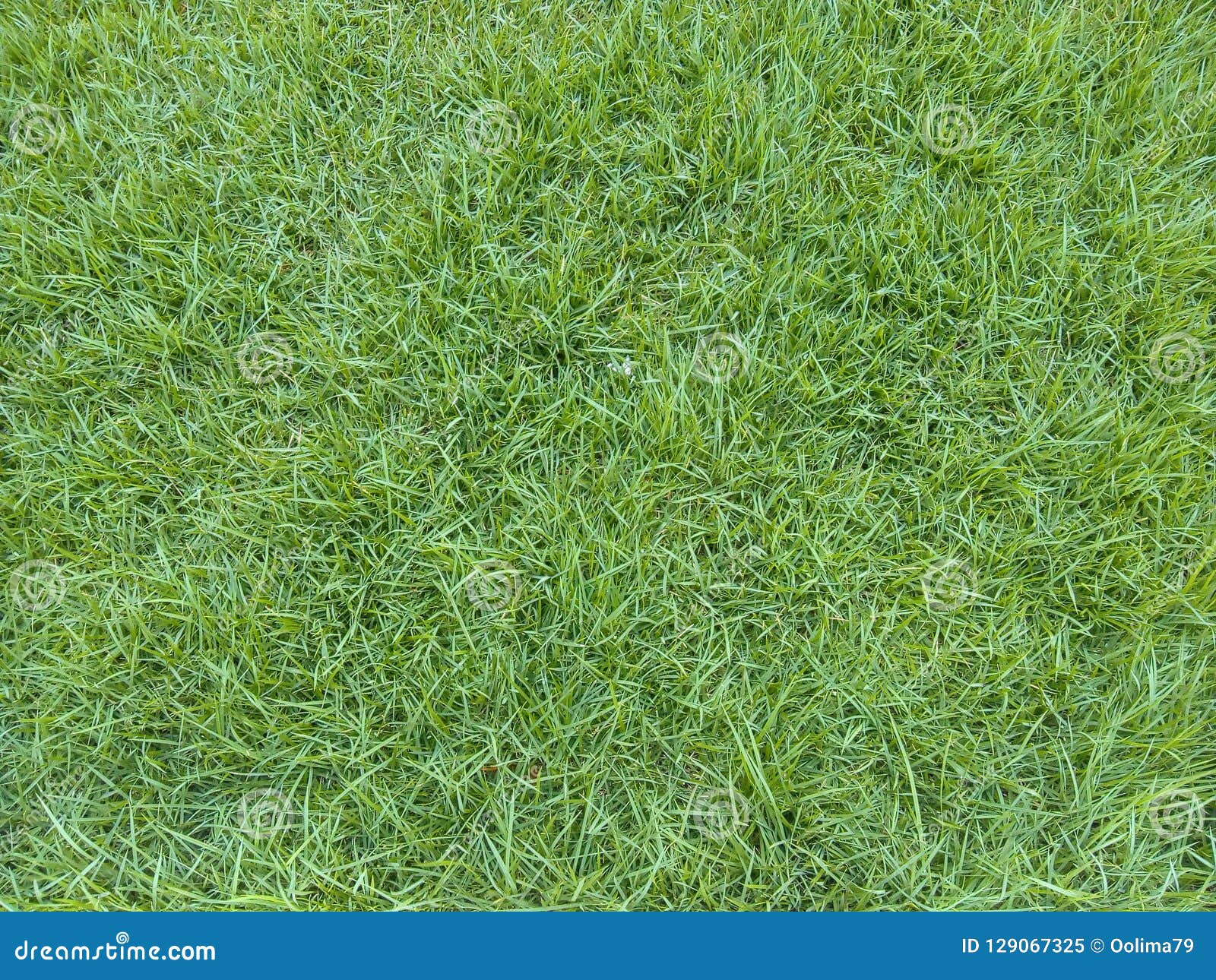 High grass texture stock image. Image of nature, textura - 129067325