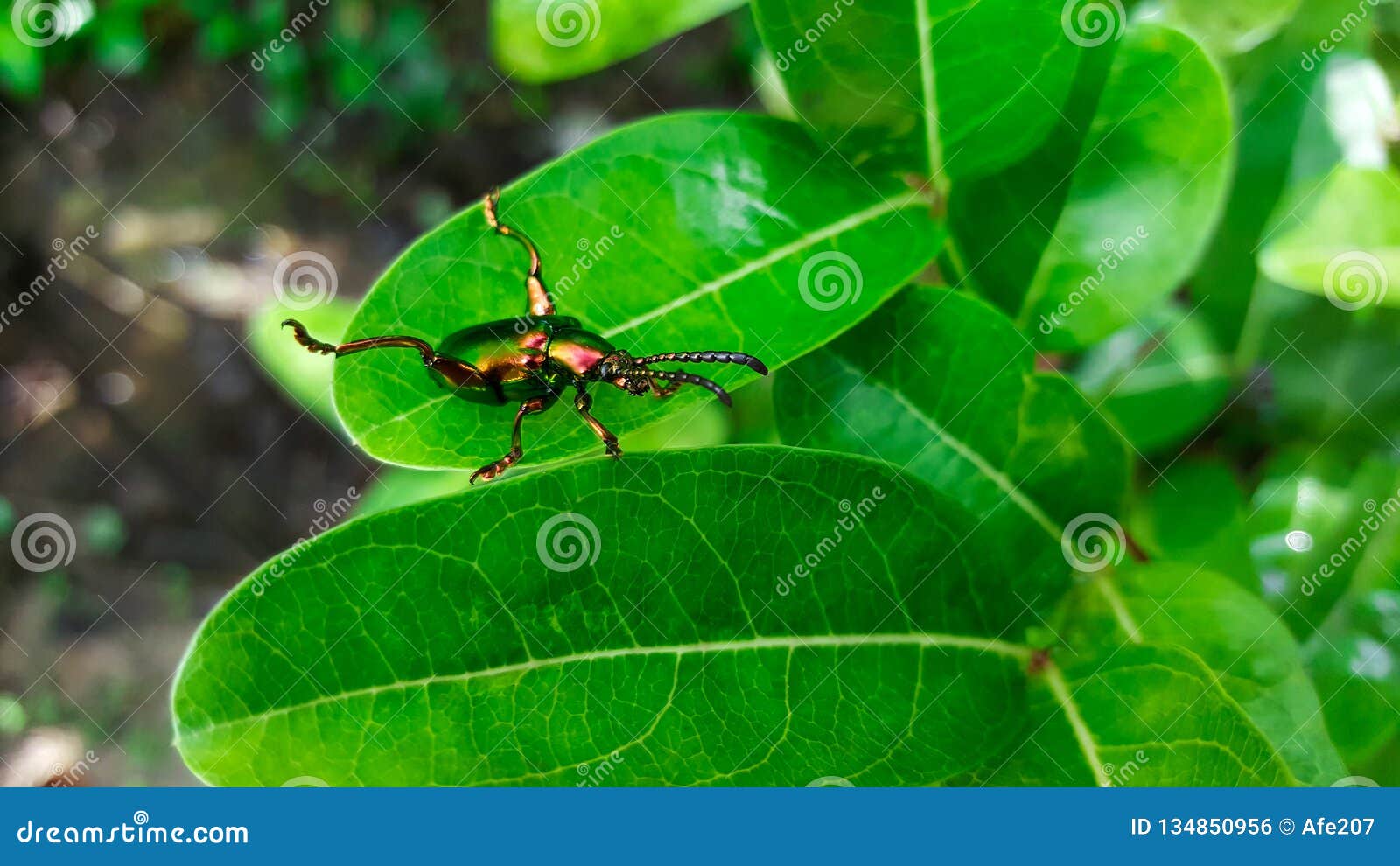 Emerald Green Beetle, Weevil Stock Photo - Image of bright, animal ...