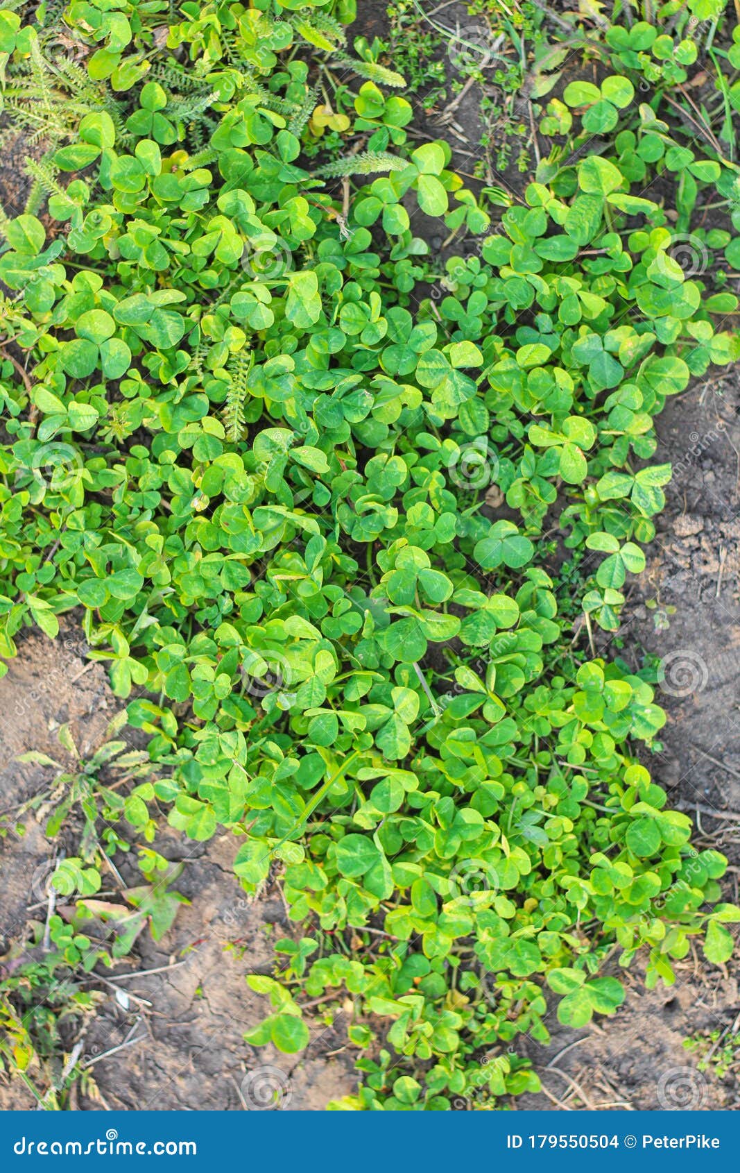 Emerald Green Clover Lawn. Top View Stock Photo - Image of flora ...
