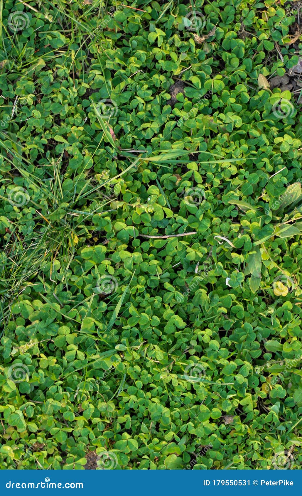 Emerald Green Clover Lawn. Top View Stock Image - Image of beauty ...