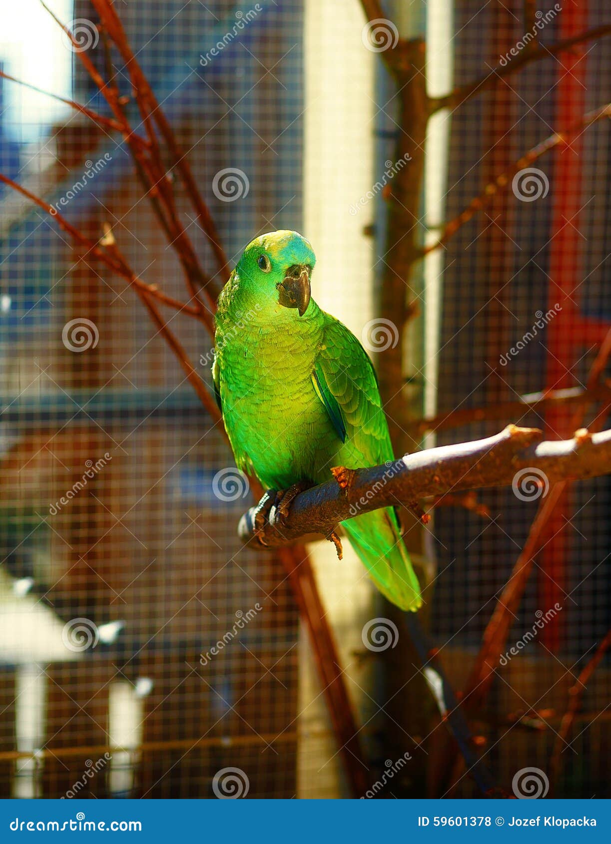 Emerald Green Colored Parrots on Branch Stock Photo - Image of bird ...