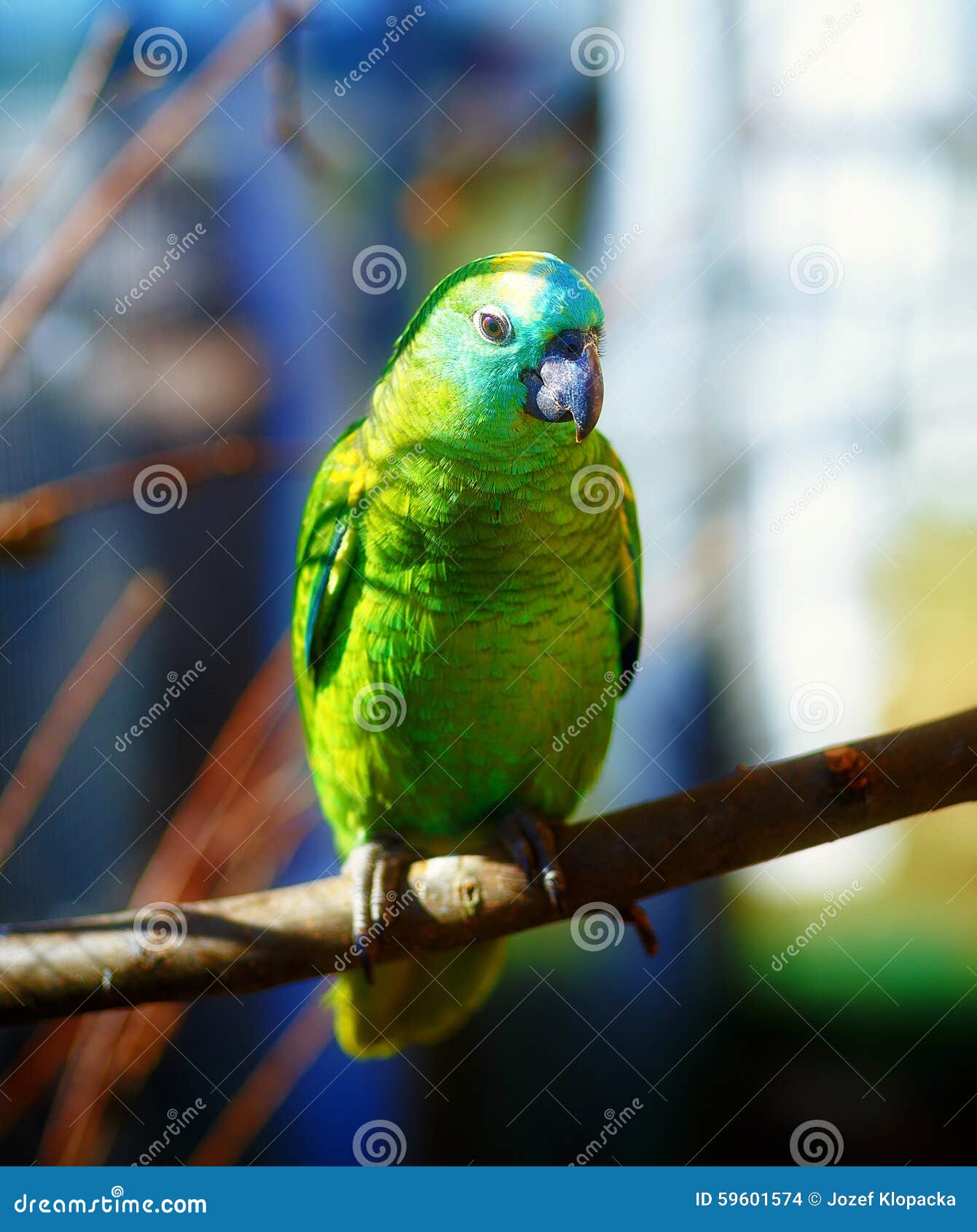 Emerald Green Colored Parrots on Branch Stock Photo - Image of friendly ...