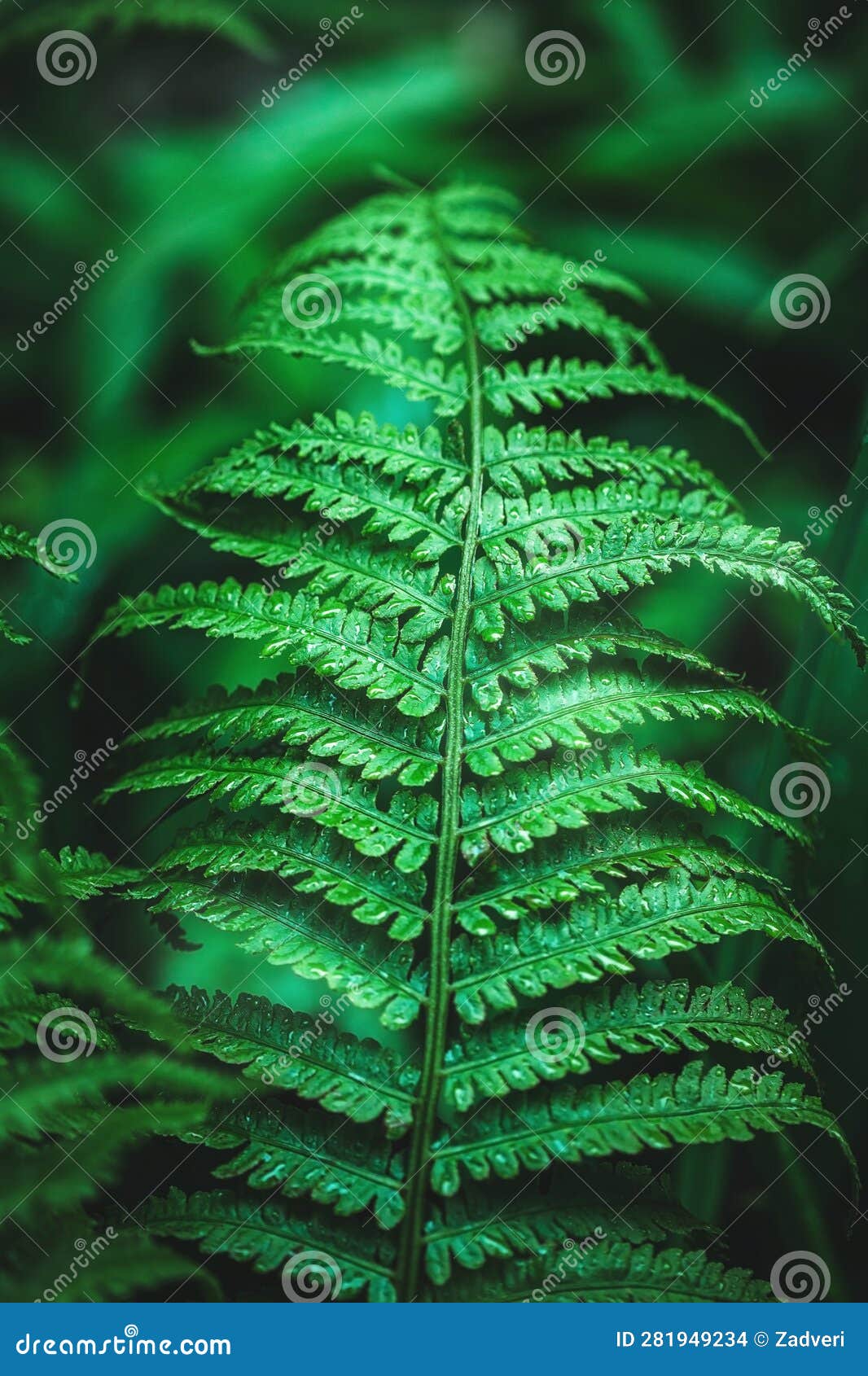 Emerald Green Fern Leaf in Dark Forest Stock Photo - Image of plant ...