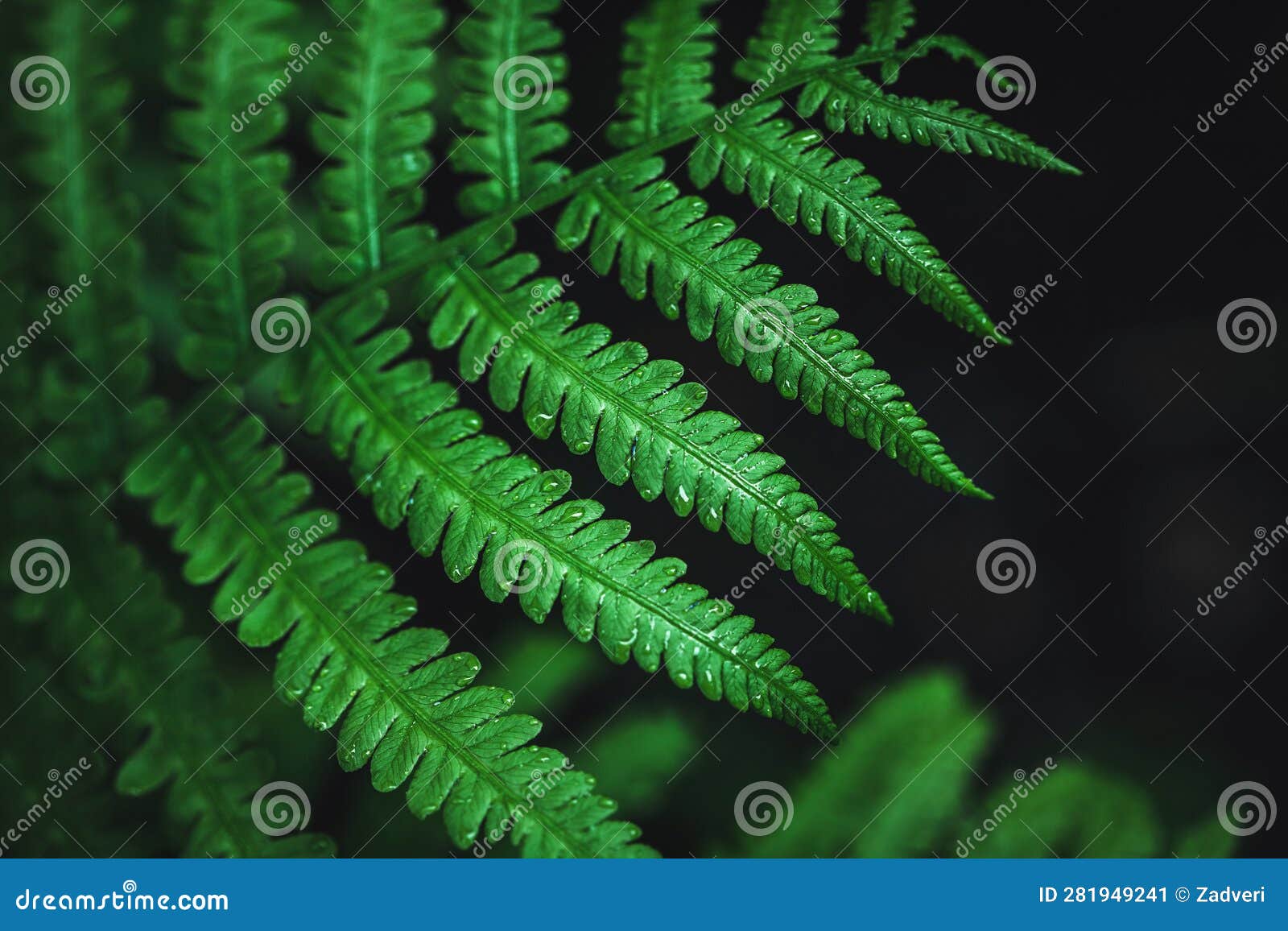 Emerald Green Fern Leaf in Dark Forest Stock Image - Image of plant ...