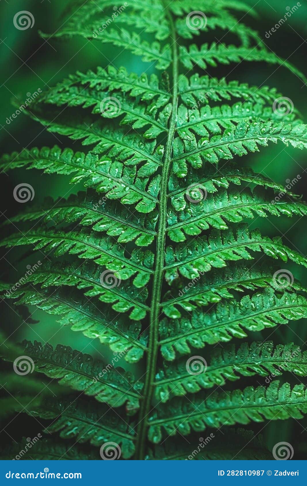 Emerald Green Fern Leaf in Dark Forest Stock Image - Image of leaves ...