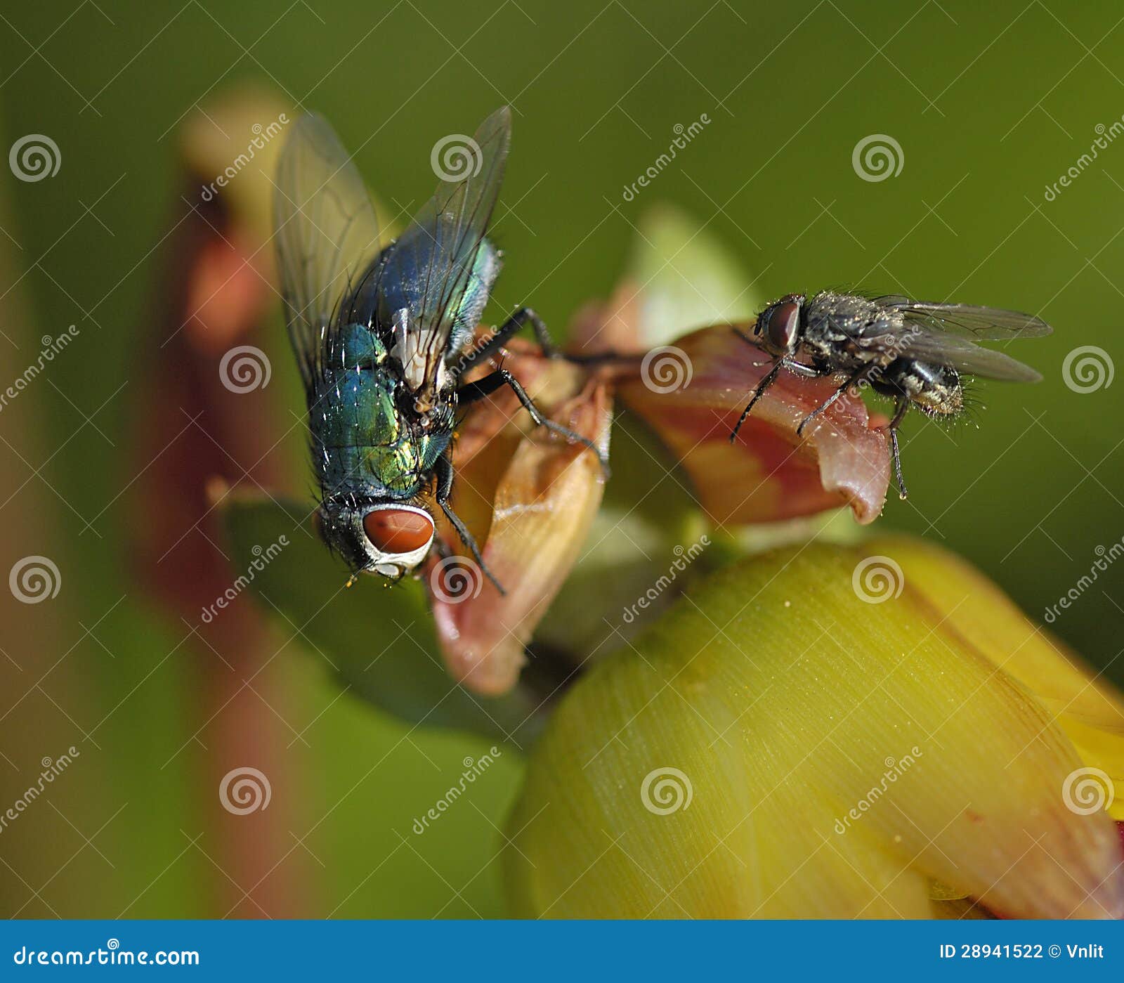 Emerald green fly stock photo. Image of flower, insect - 28941522
