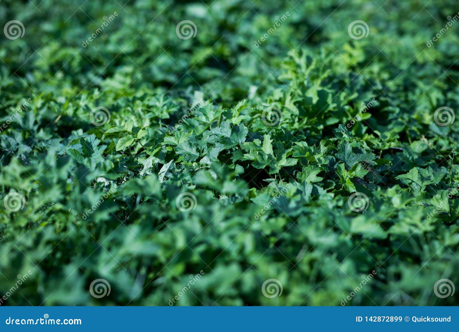 Lush Green Ground Cover Foliage Stock Image - Image of verdure, bright ...