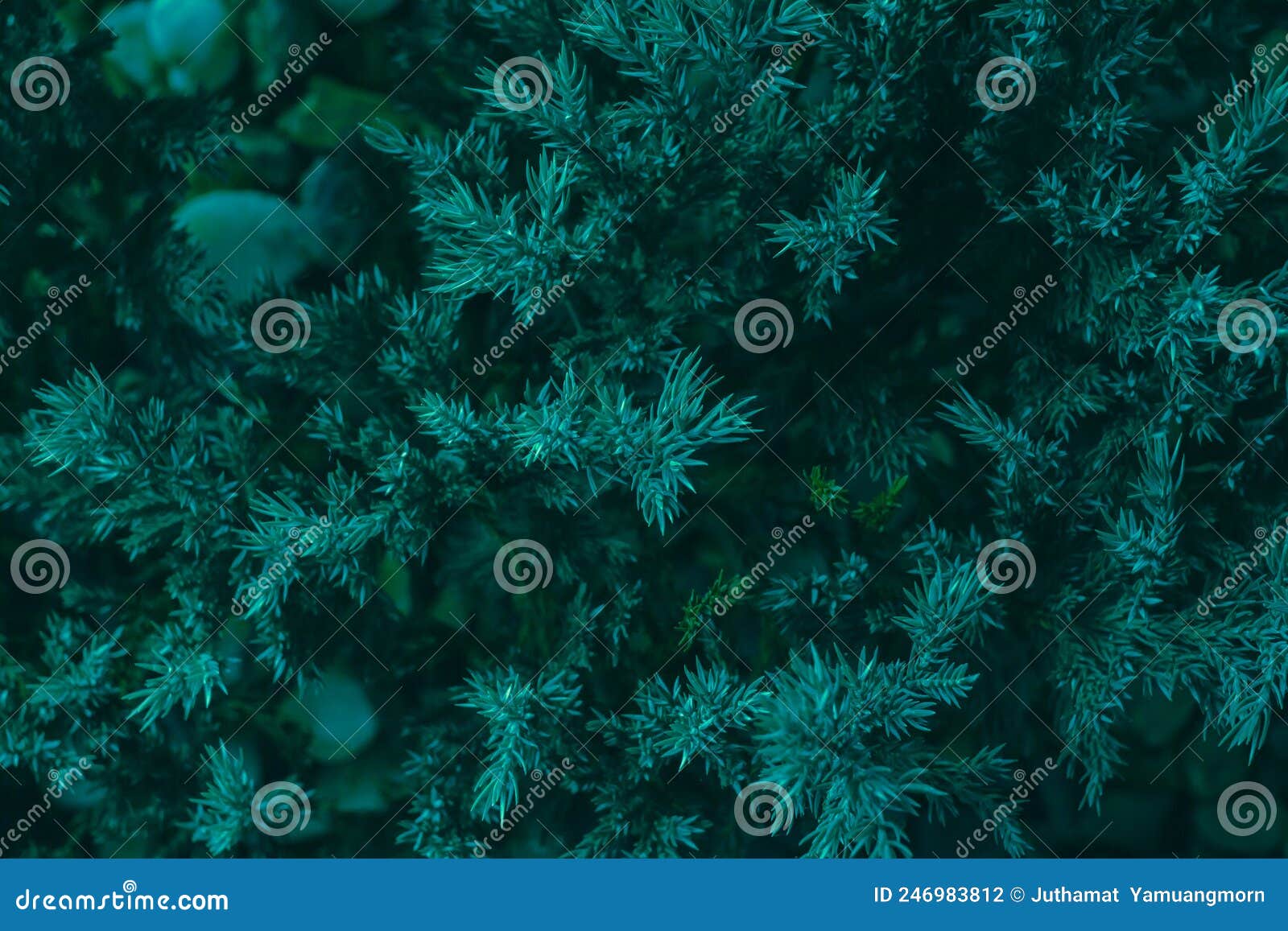 Emerald Green Leaf Texture Background Leaves Nature Top View Stock ...