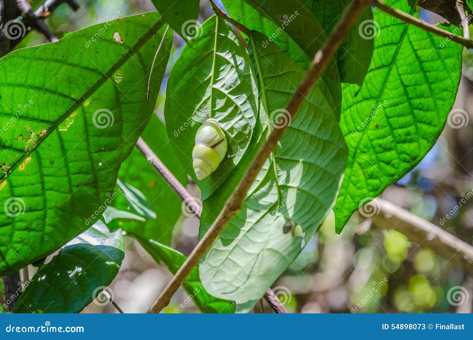 Emerald Green Snail Photos - Free & Royalty-Free Stock Photos from ...