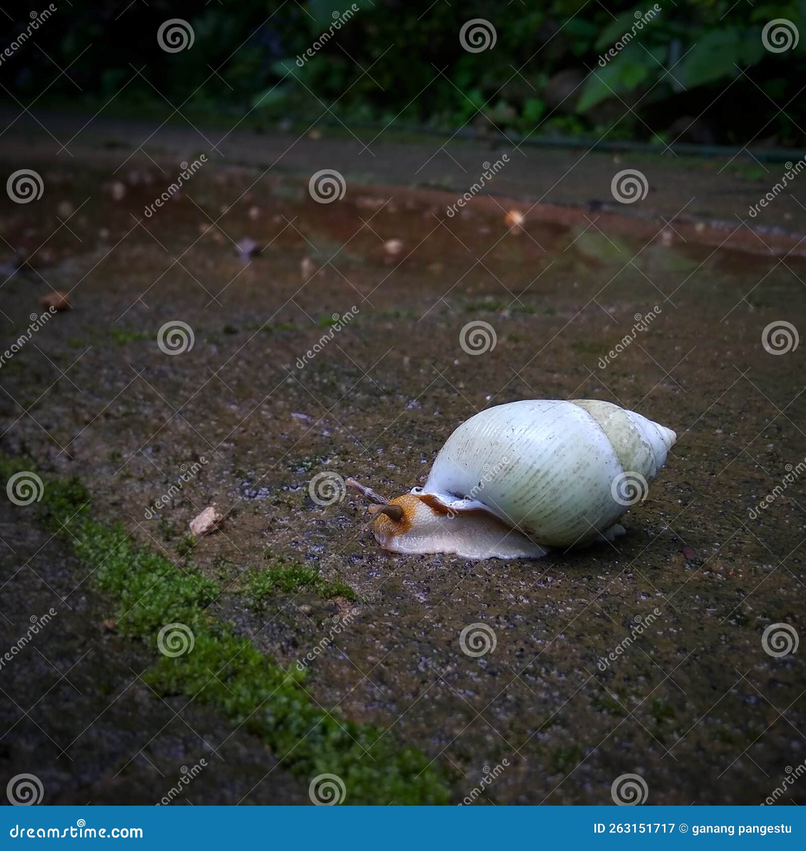 Emerald green snail stock image. Image of animal, light - 263151717