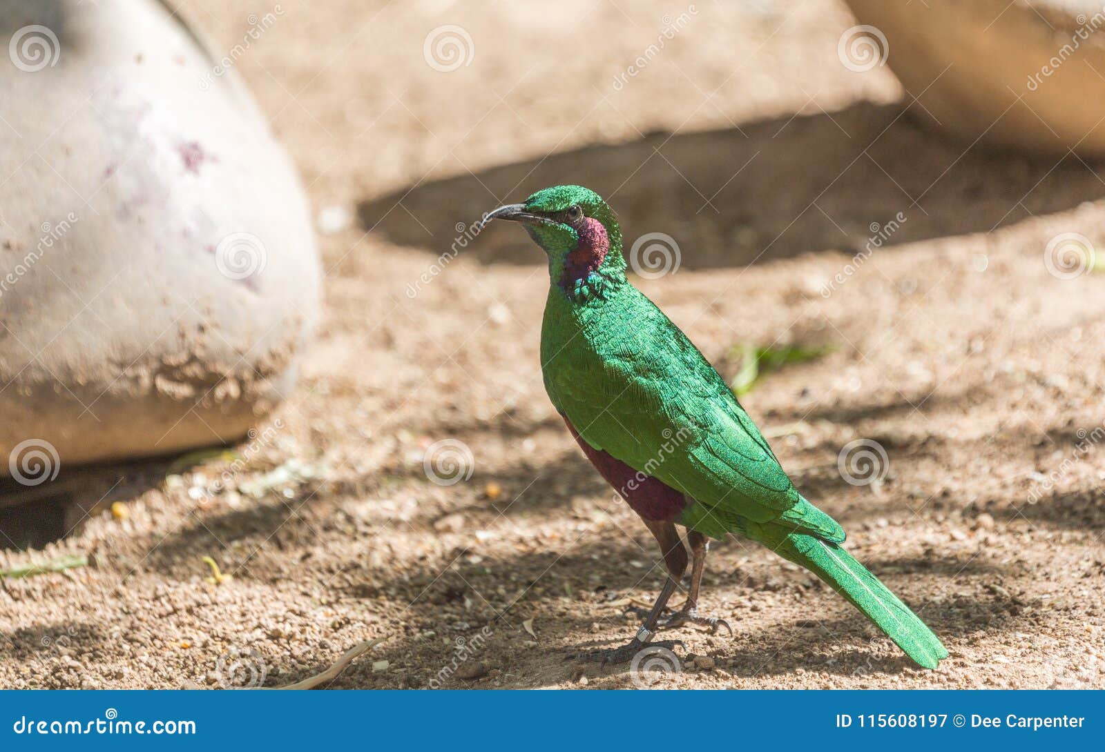 Emerald Green Starling imagen de archivo. Imagen de pico - 115608197
