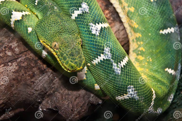Emerald Green Tree Boa stock image. Image of animal, natural - 42450615