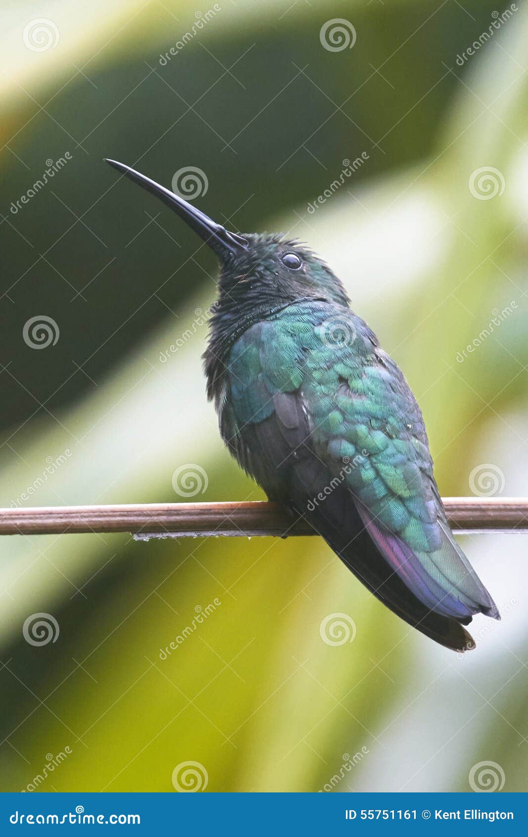 Emerald Hummingbird on Branch Stock Image - Image of humming, green ...