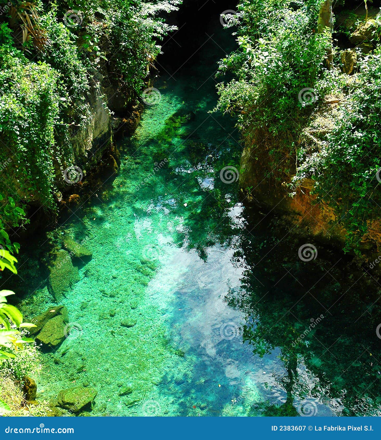 Emerald jungle, stock image. Image of quiet, refreshing - 2383607