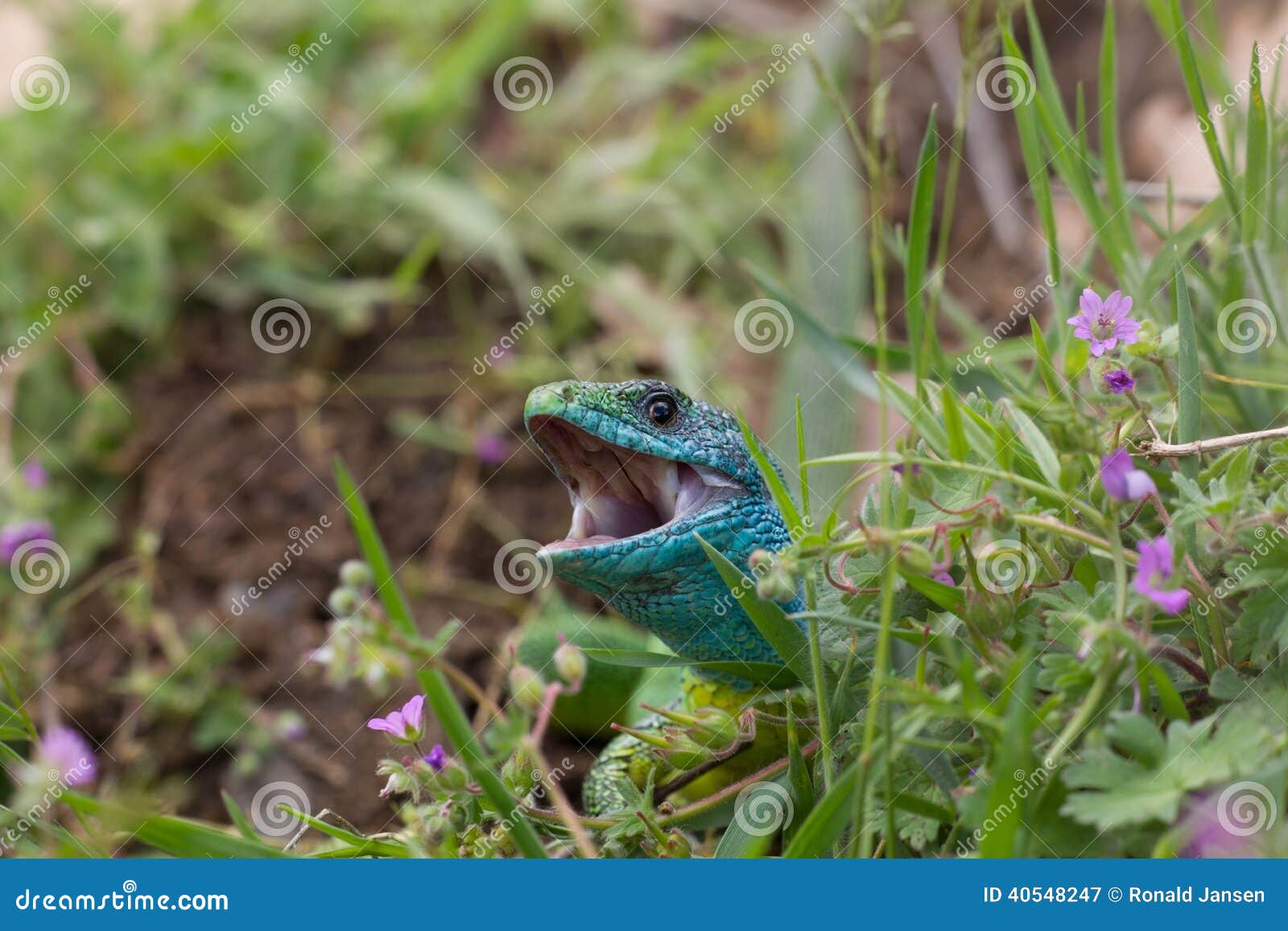 Emerald Lizard in the Bushes with Wide Open Beak Stock Image - Image of ...