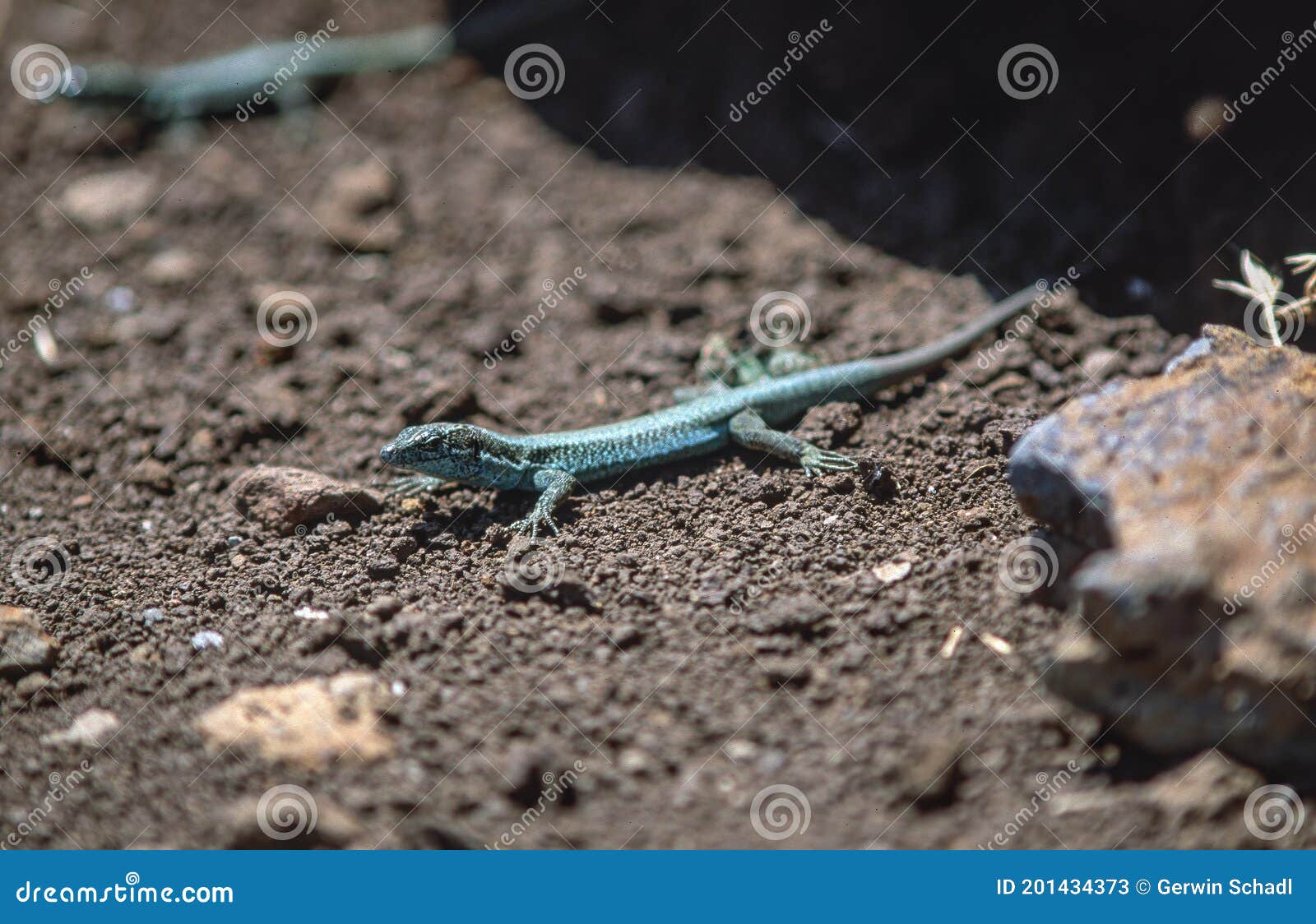 Emerald Lizard in Madeira, Portugal Stock Image - Image of animal ...