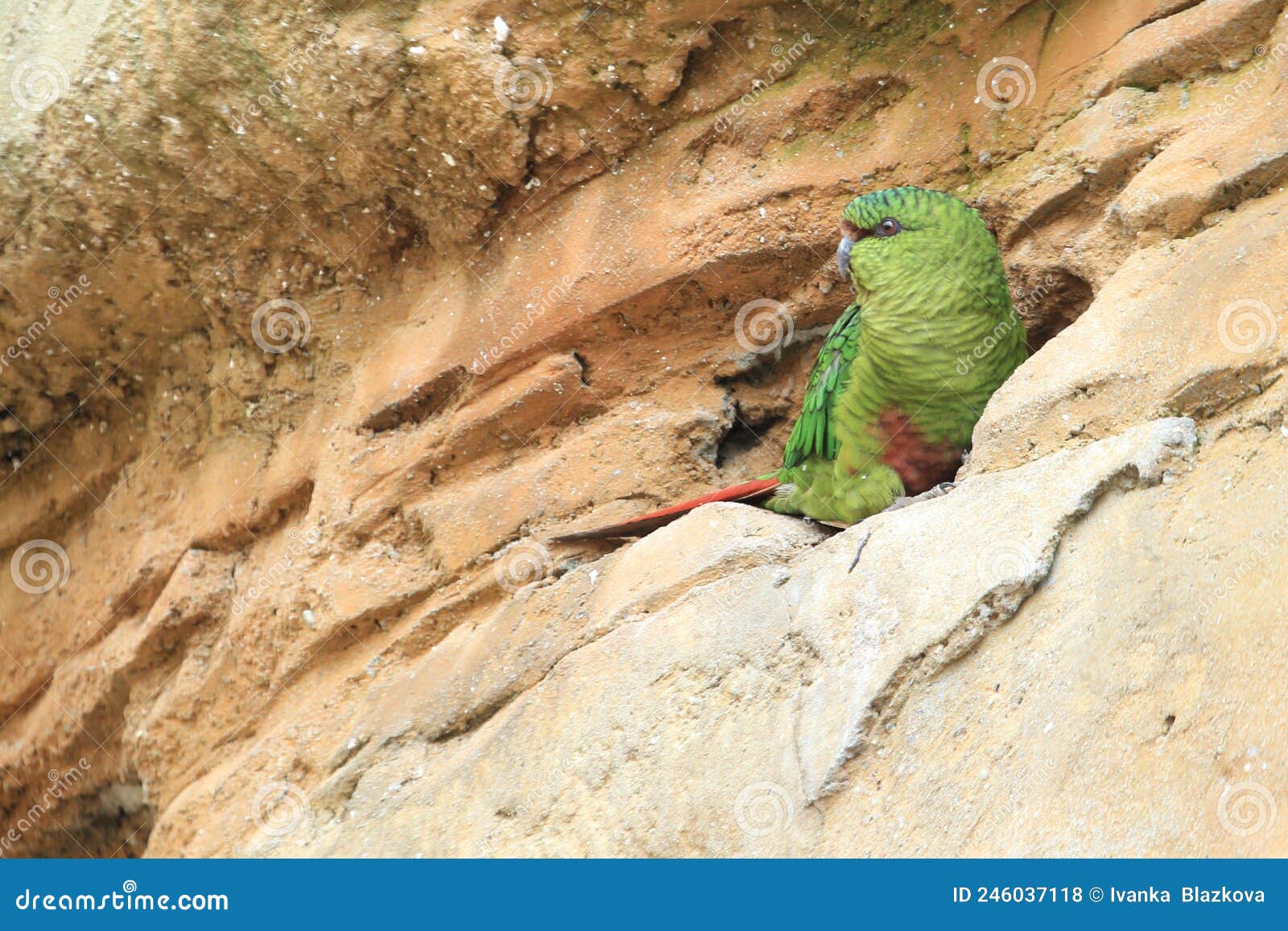 Emerald parakeet stock photo. Image of adult, american - 246037118
