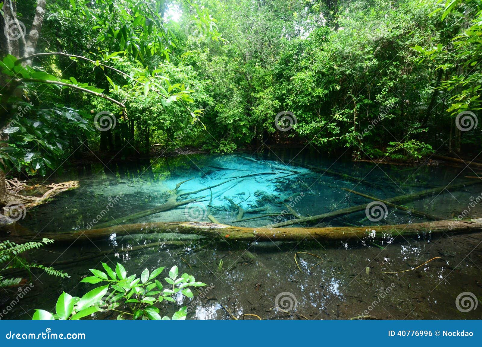 Emerald pool stock photo. Image of rainforest, forestry - 40776996