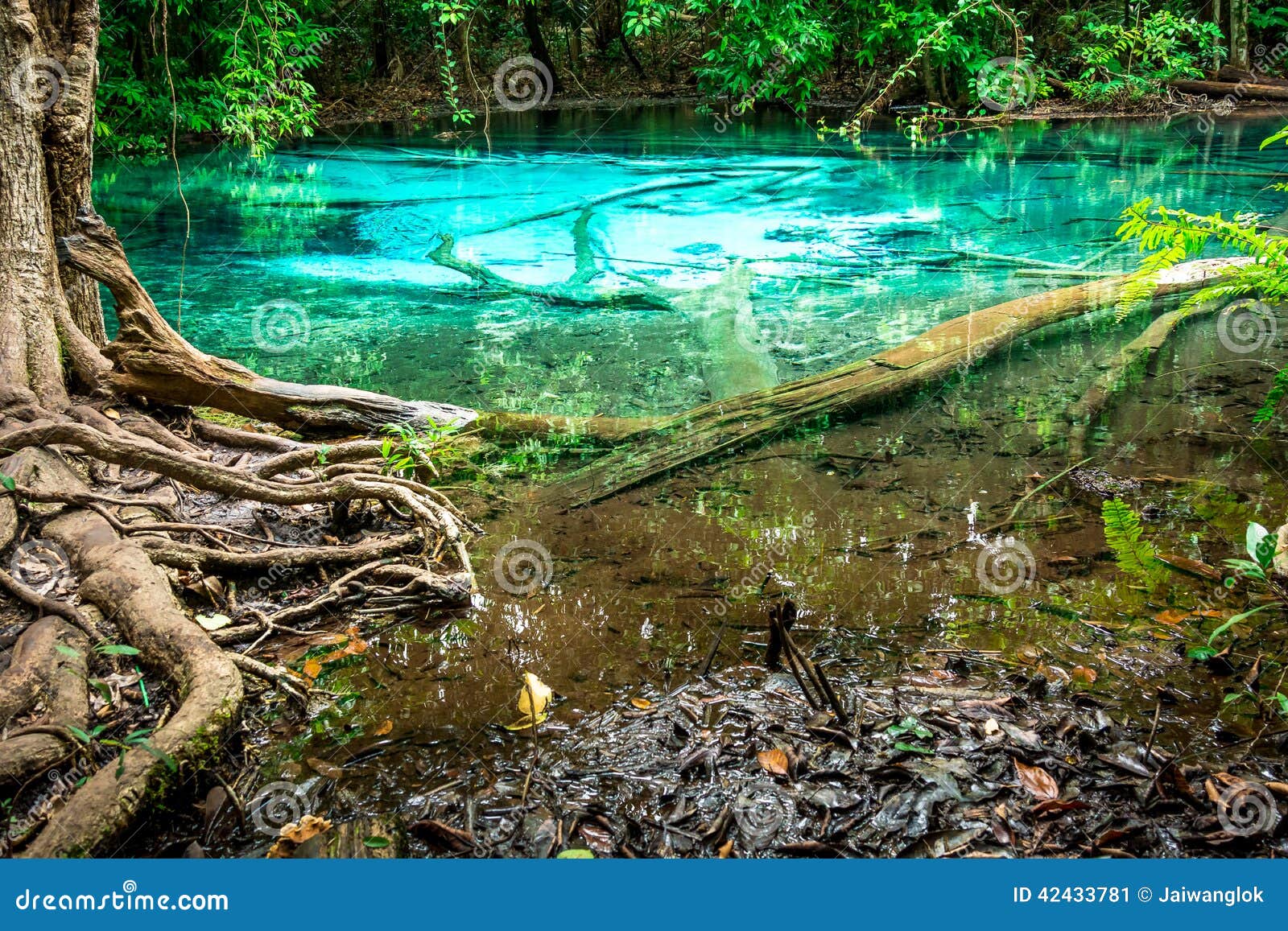 Emerald pool and tree root stock image. Image of gardening - 42433781