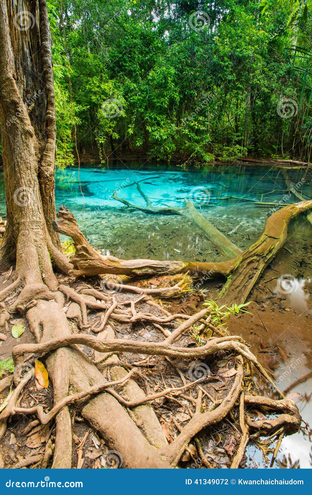 Emerald pool stock photo. Image of jungle, environment - 41349072