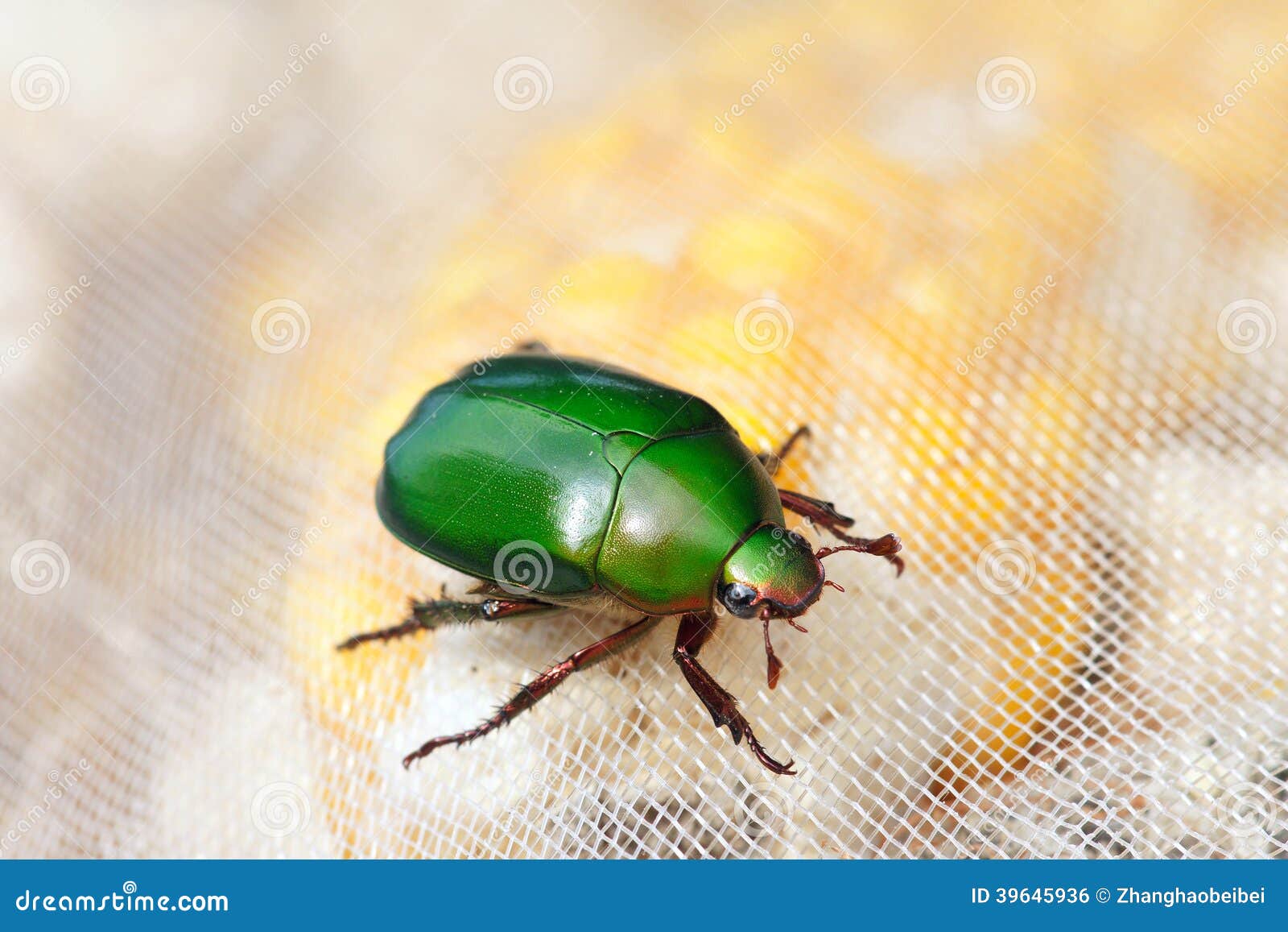 113 Emerald Scarab Stock Photos - Free & Royalty-Free Stock Photos from ...