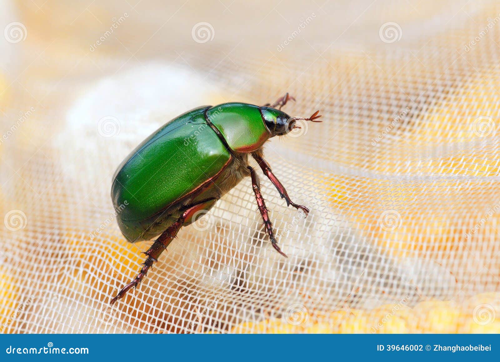 Emerald scarab stock photo. Image of scarab, bugs, green - 39646002