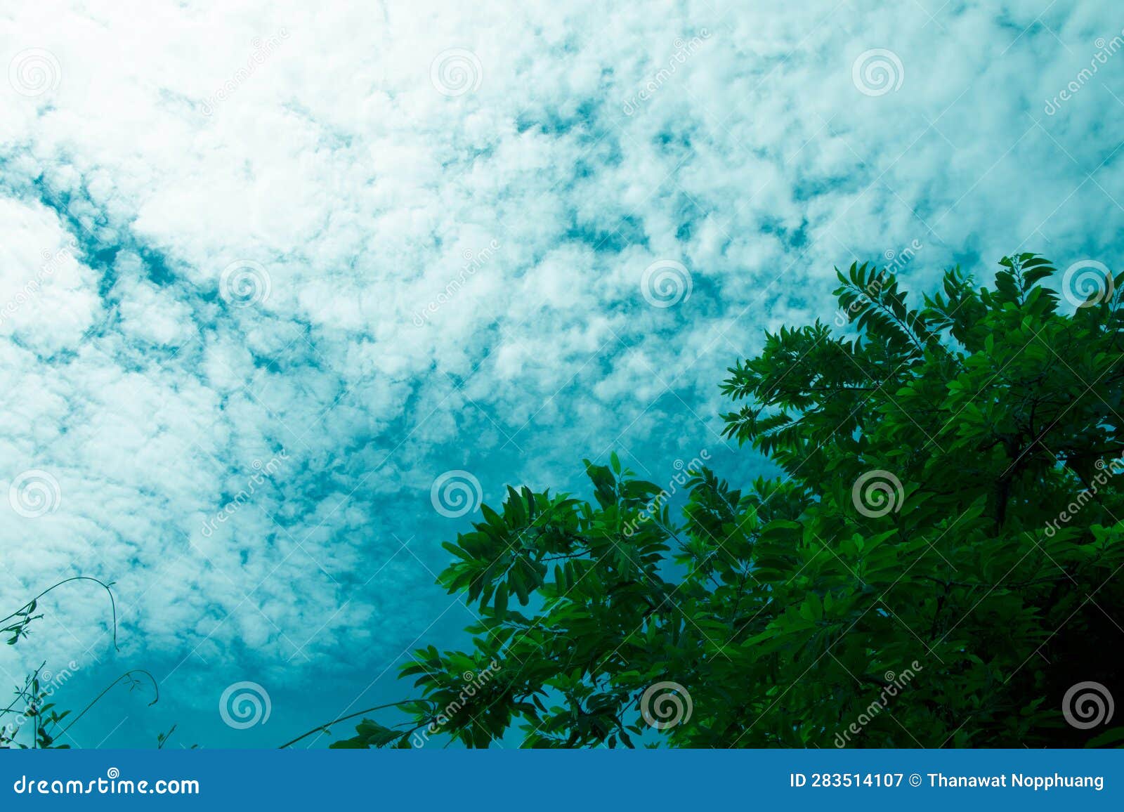 Emerald Sky Over the Overgrown Backyard Stock Image - Image of backyard ...