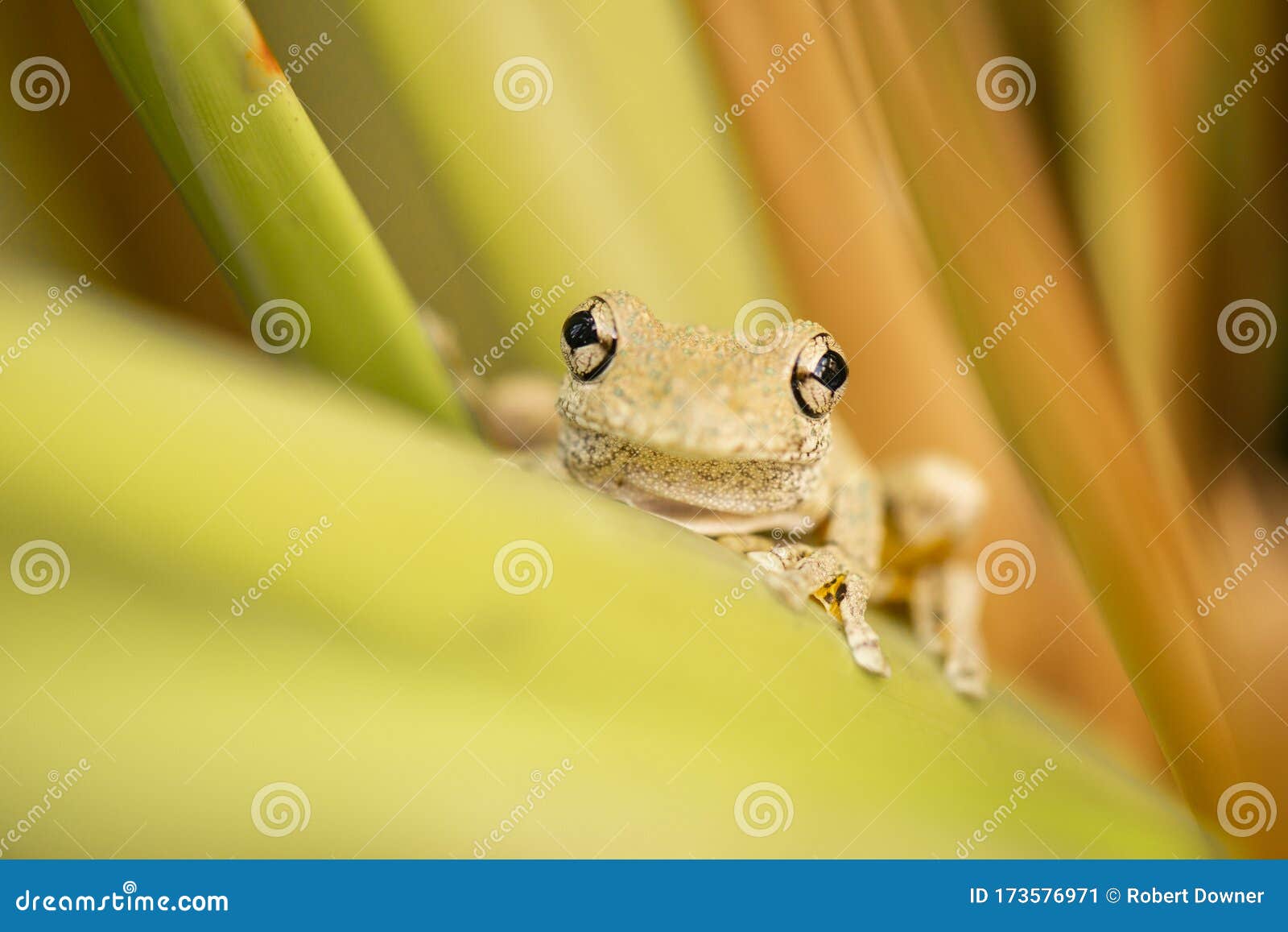 Emerald-spotted Tree Frog stock image. Image of macro - 173576971