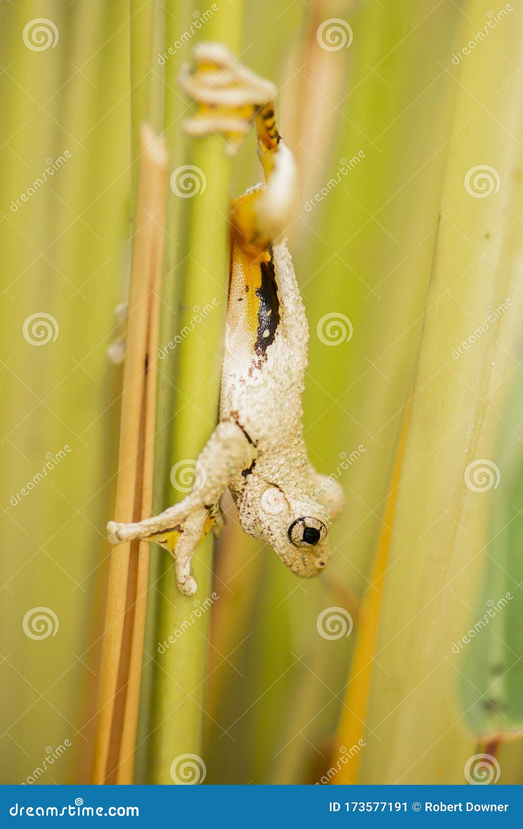 Emerald-spotted Tree Frog stock image. Image of animal - 173577191