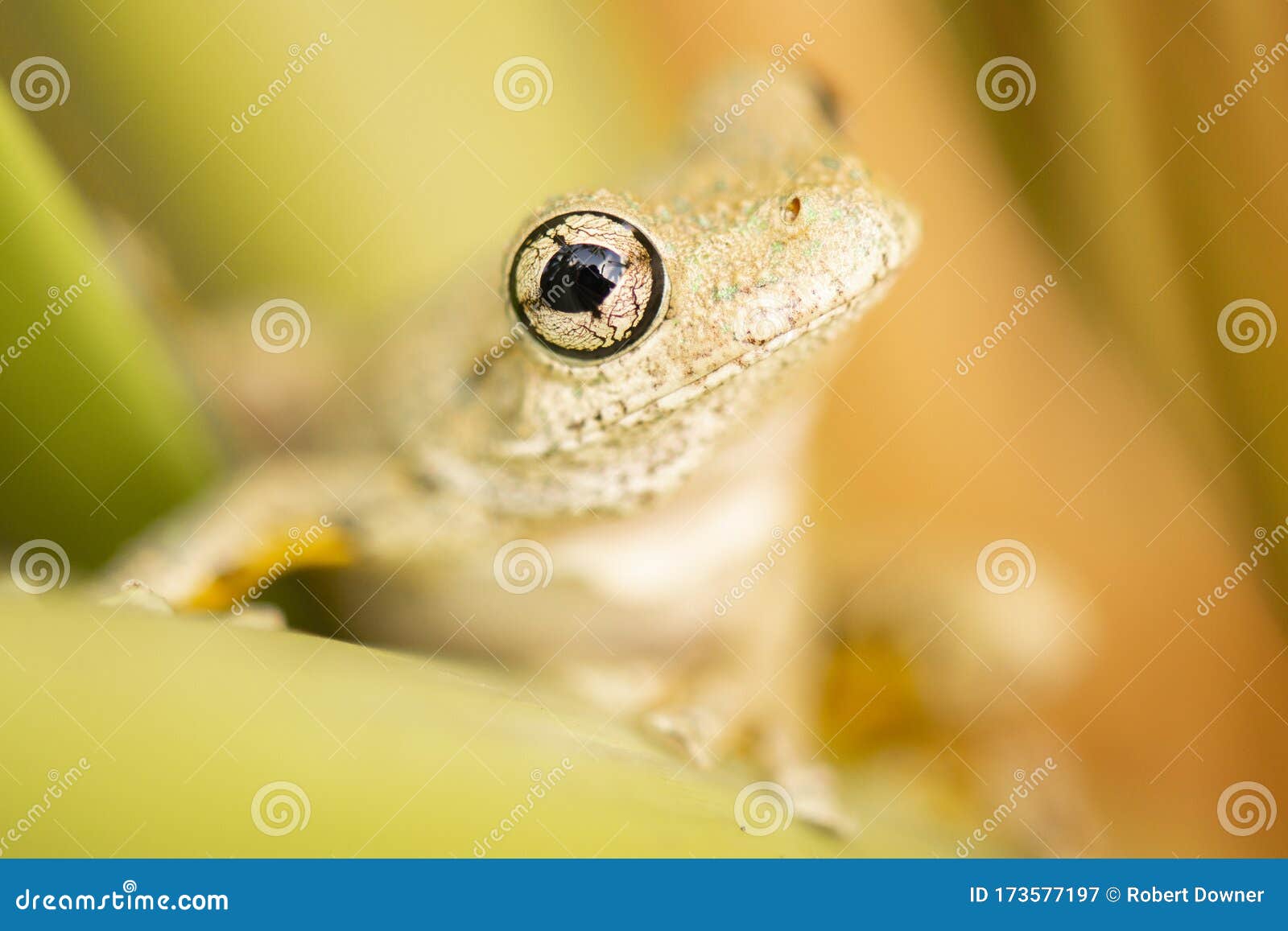Emerald-spotted Tree Frog stock image. Image of australia - 173577197