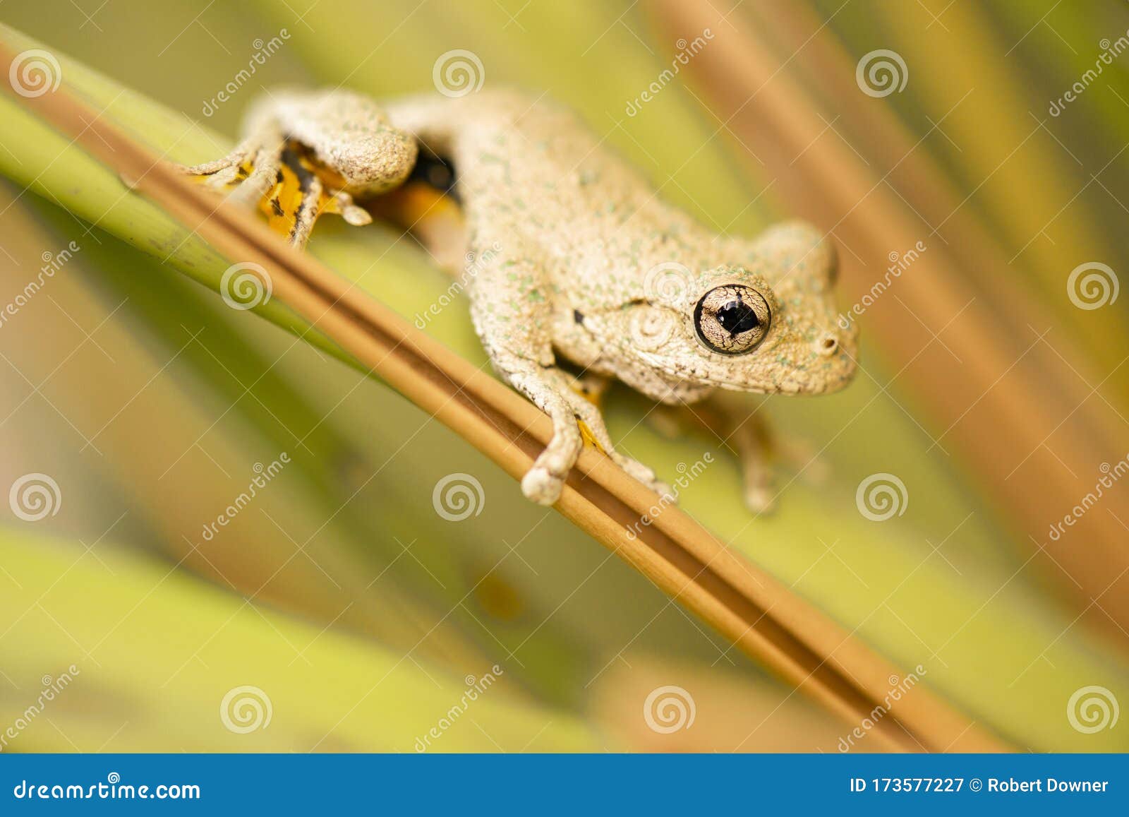 Emerald-spotted Tree Frog stock image. Image of litoriaperonii - 173577227